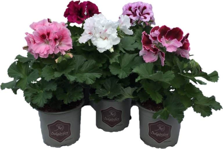 Engelsk Pelargon — Solgården