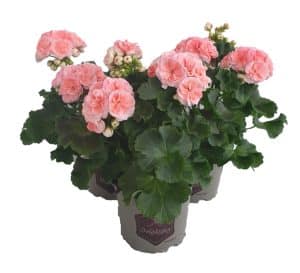 Pelargon Astrid — Solgården