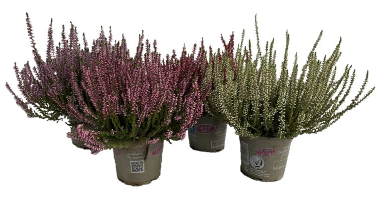 Calluna Garden Girls — Solgården