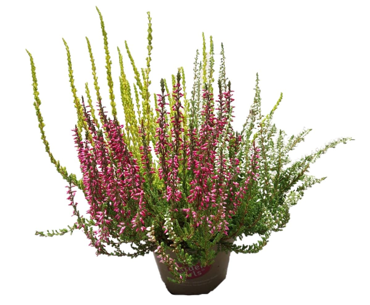 Calluna Garden Girls Trio — Solgården